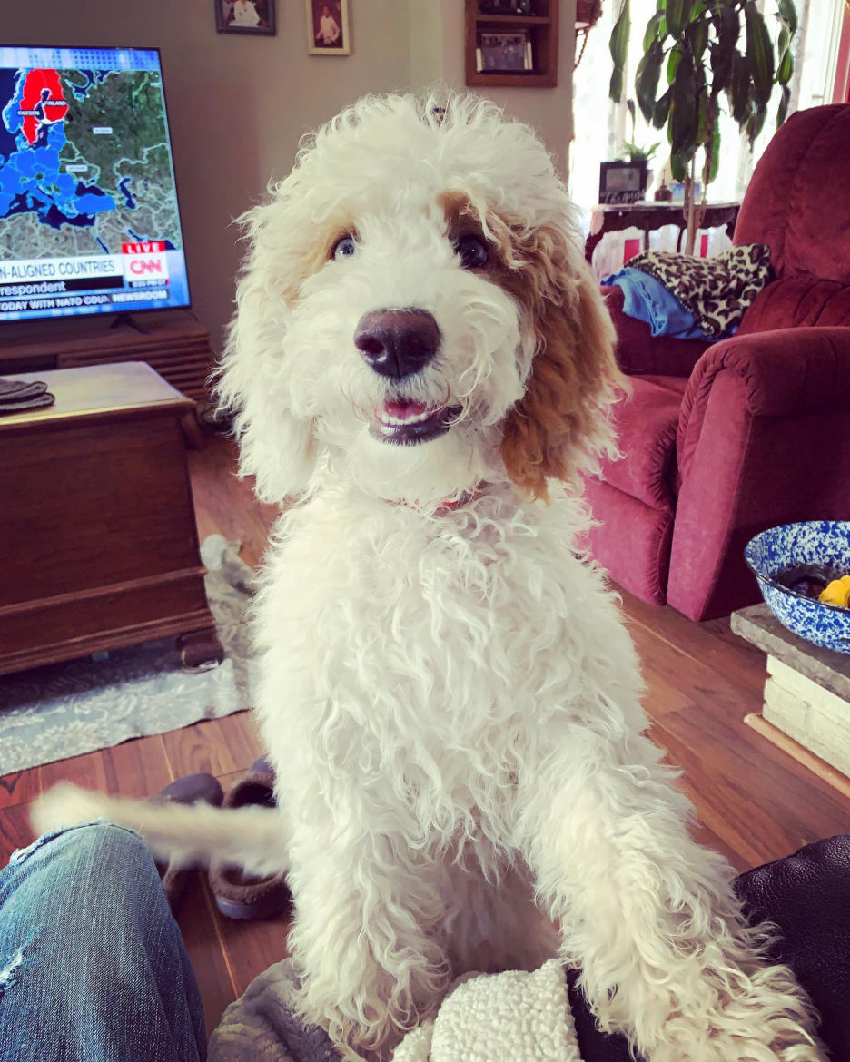 Midwest Velvet LLC - Michigan Based Home Breeder of Multi-Generational ...